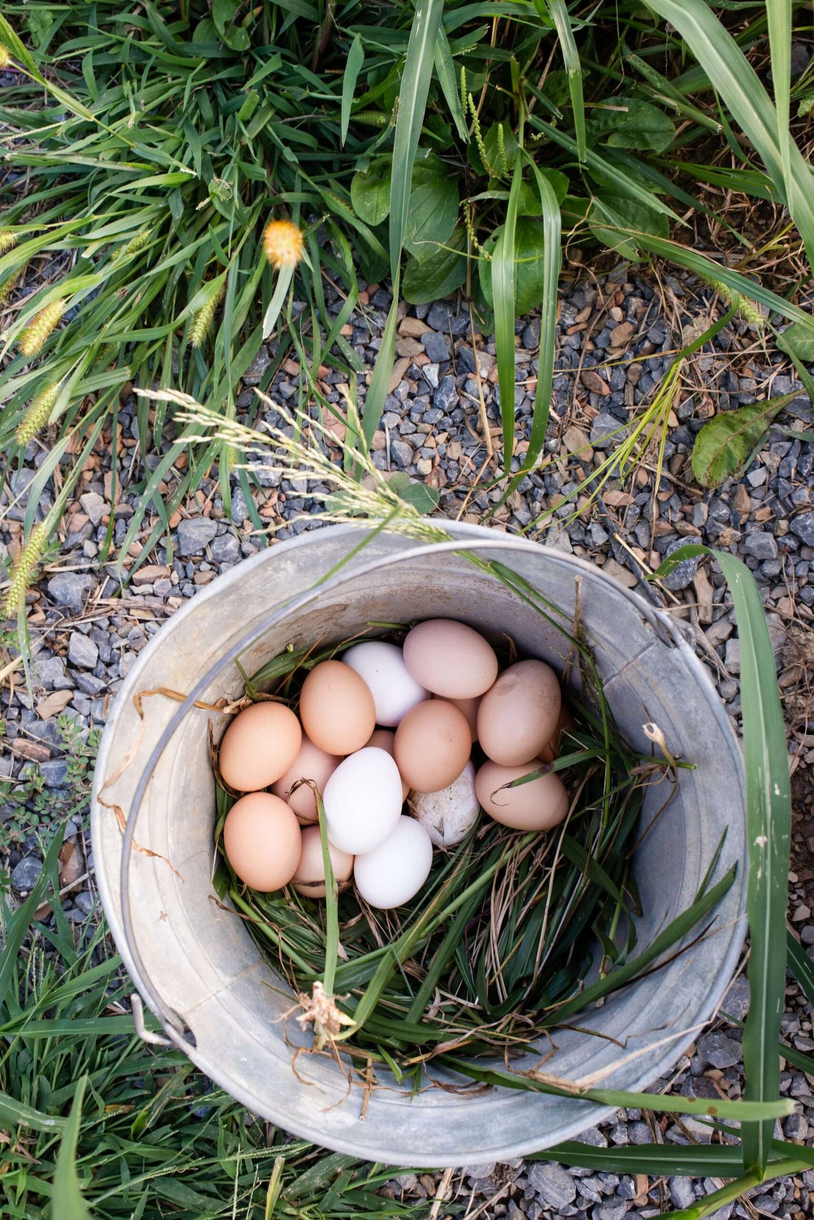 Breeding Chickens: What You Need to Know Before Starting - BockBocks.com