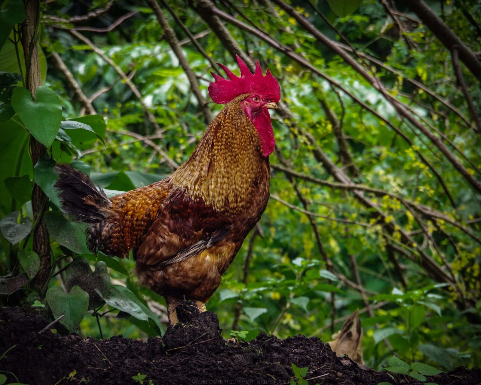 Dealing With Chicken Poop: Tips for Collection and Soil Enrichment ...
