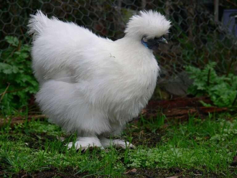 Silkie Bantams: The Tiny But Mighty Mother Hens - BockBocks.com
