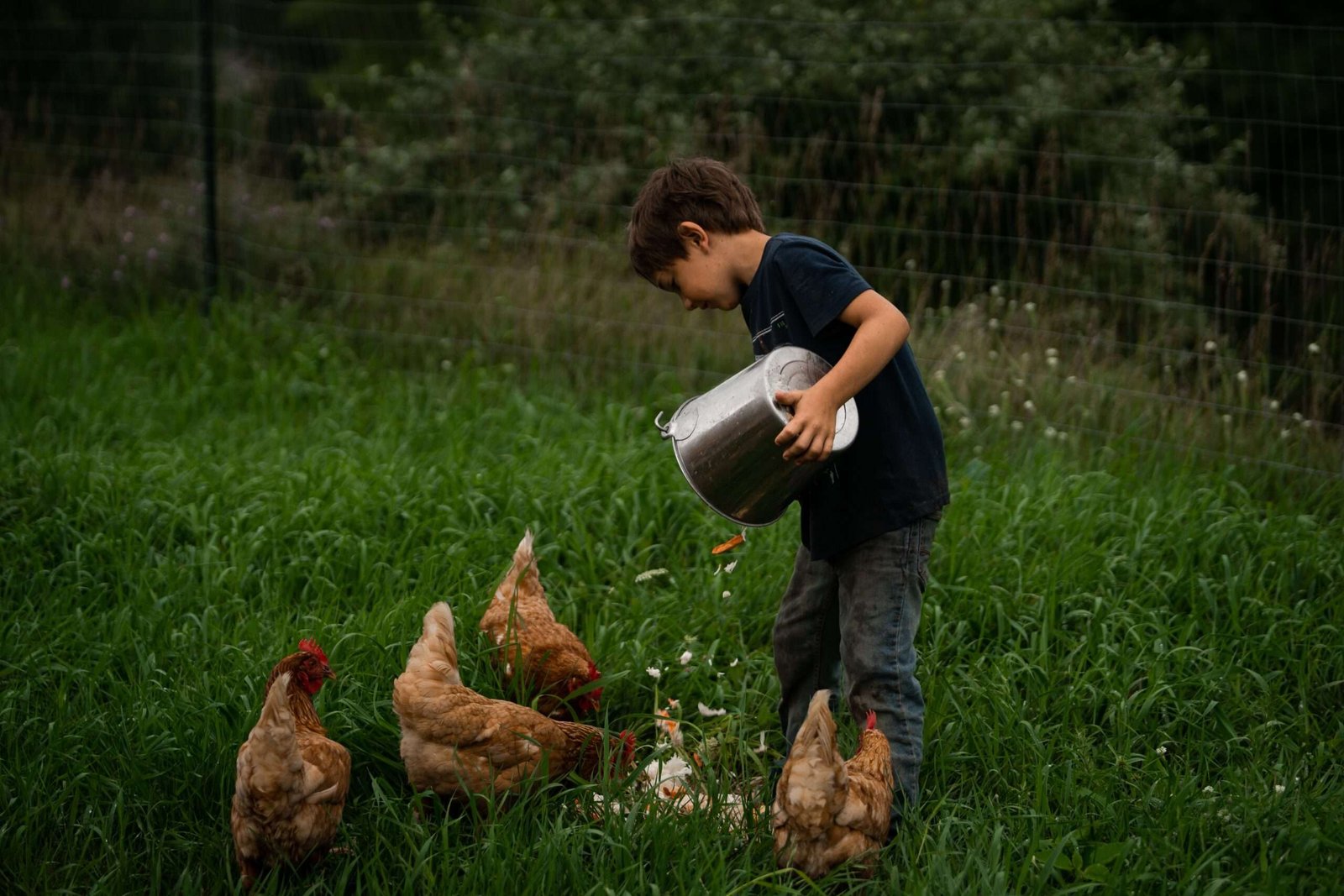 Chicken Chores for Kids: Nurturing Responsibility Through Feathered ...